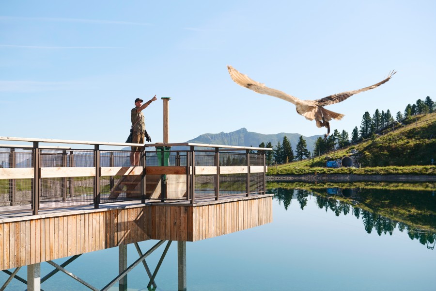 eagle flying experience